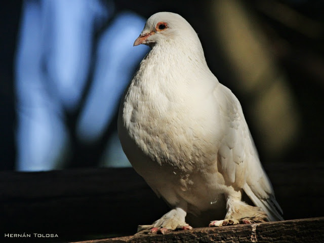 Aves de Argentina: Paloma casera (Columba livia)