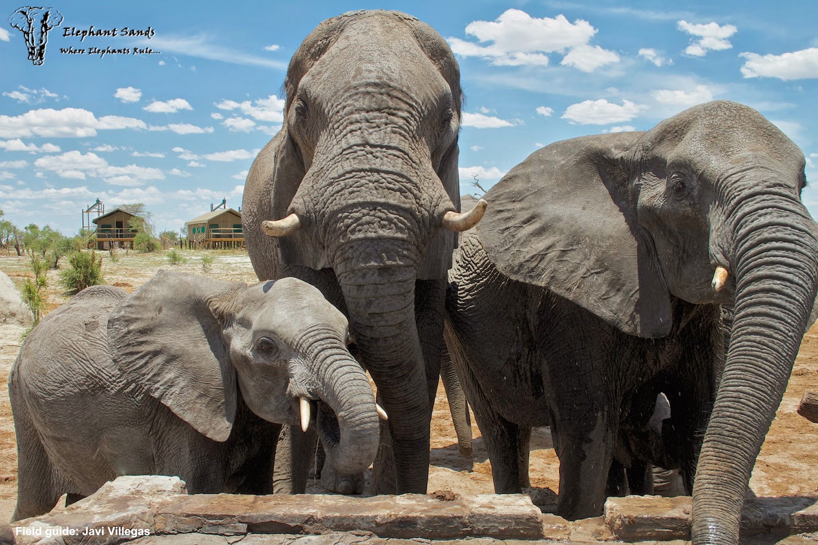 C-LiVe Expeditions: Elephant Sands~Botswana "Where Elephants Rule!"