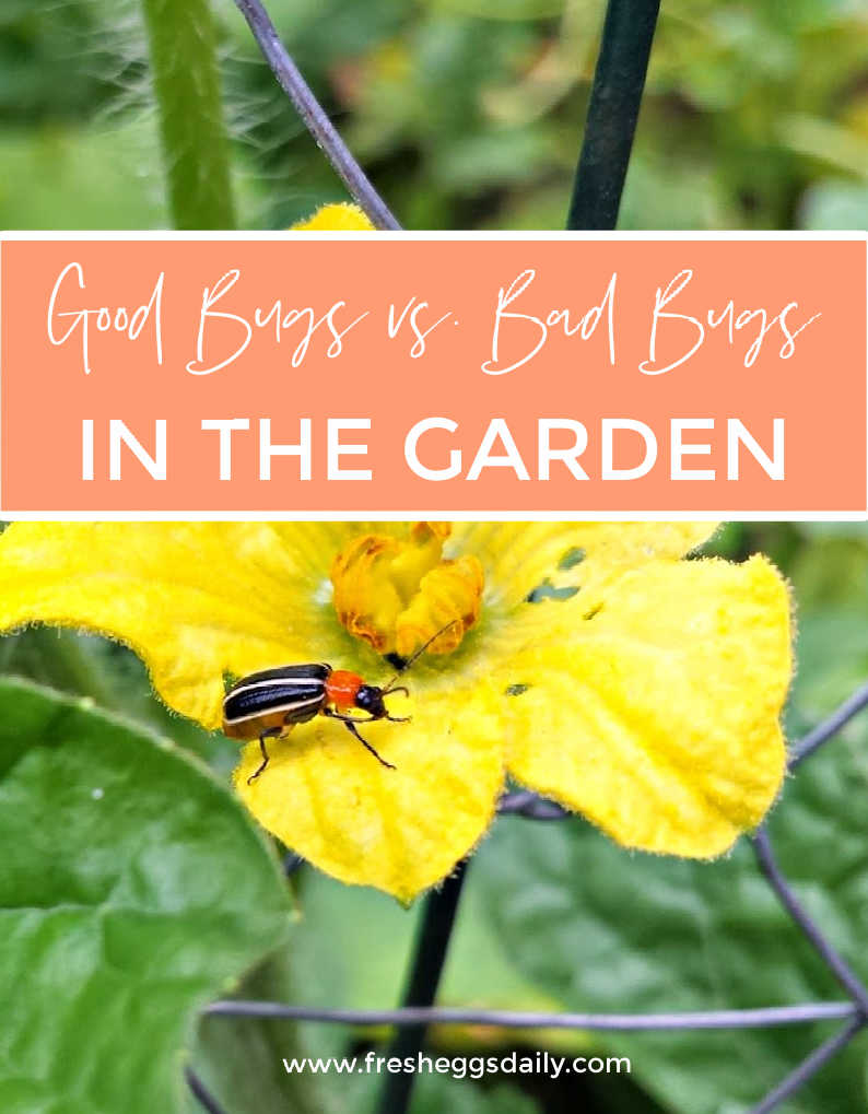 Good Bugs vs. Bad Bugs | The Struggle between Good and Evil in the ...