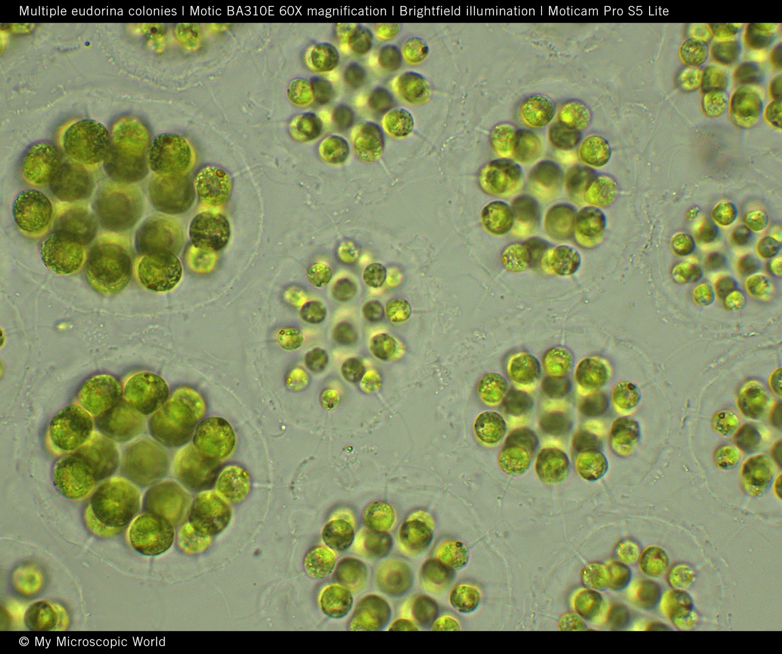 Colonial Green Algae