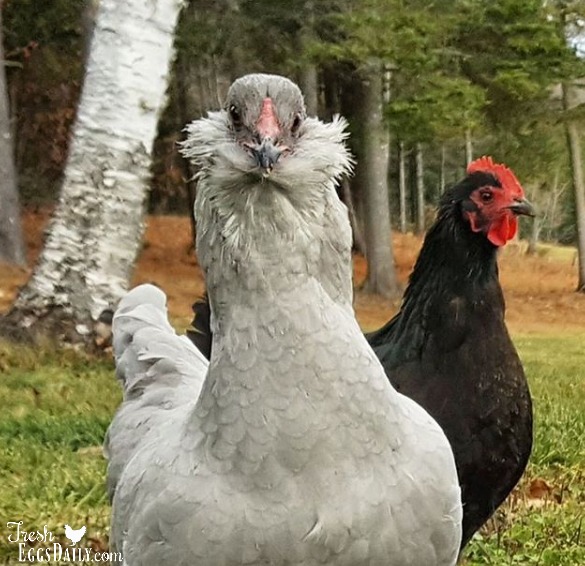 Pecking Order IS a Real Thing in Chicken Flocks - Fresh Eggs Daily ...