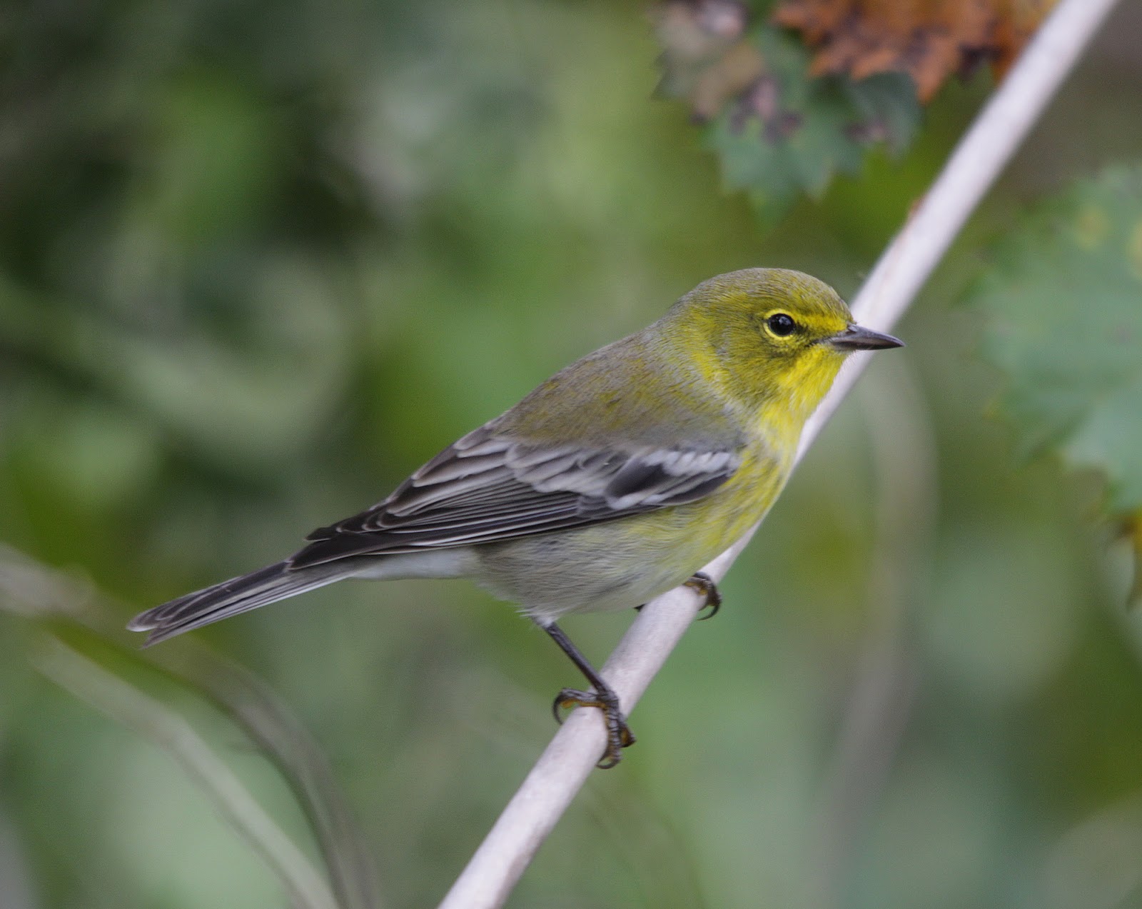 Hunting Digital Plumes in the US and Beyond: Pine Warblers at Corkscrew ...