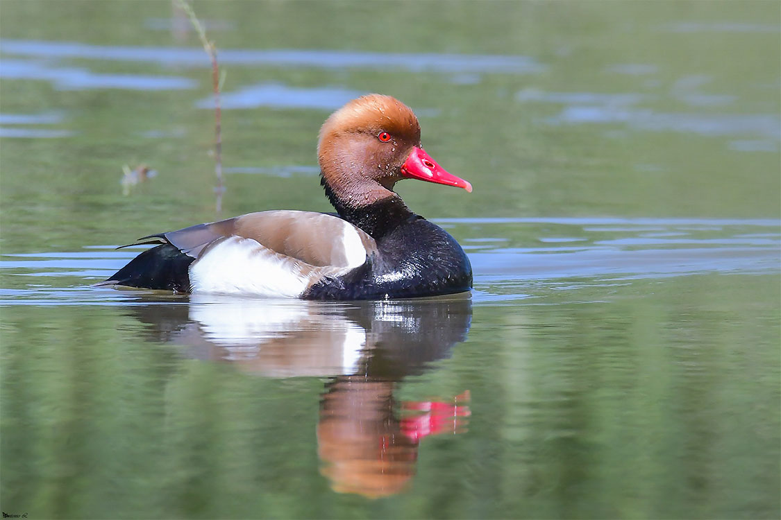 Objetivo: Naturaleza Viva: Pato colorado (Netta rufina)