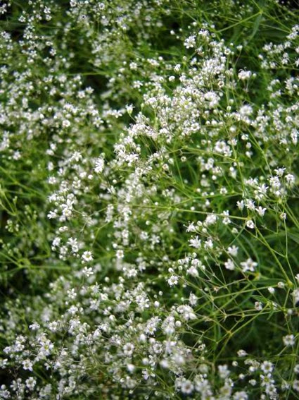 PLANTAS COMUNS NO RJ: PLANTAS COM NOMES