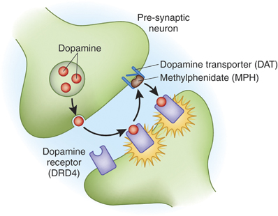 Our Parkinson's Place: Brain chemical dopamine plays key role in ...
