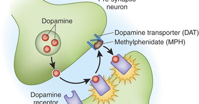 Our Parkinson's Place: Brain chemical dopamine plays key role in ...