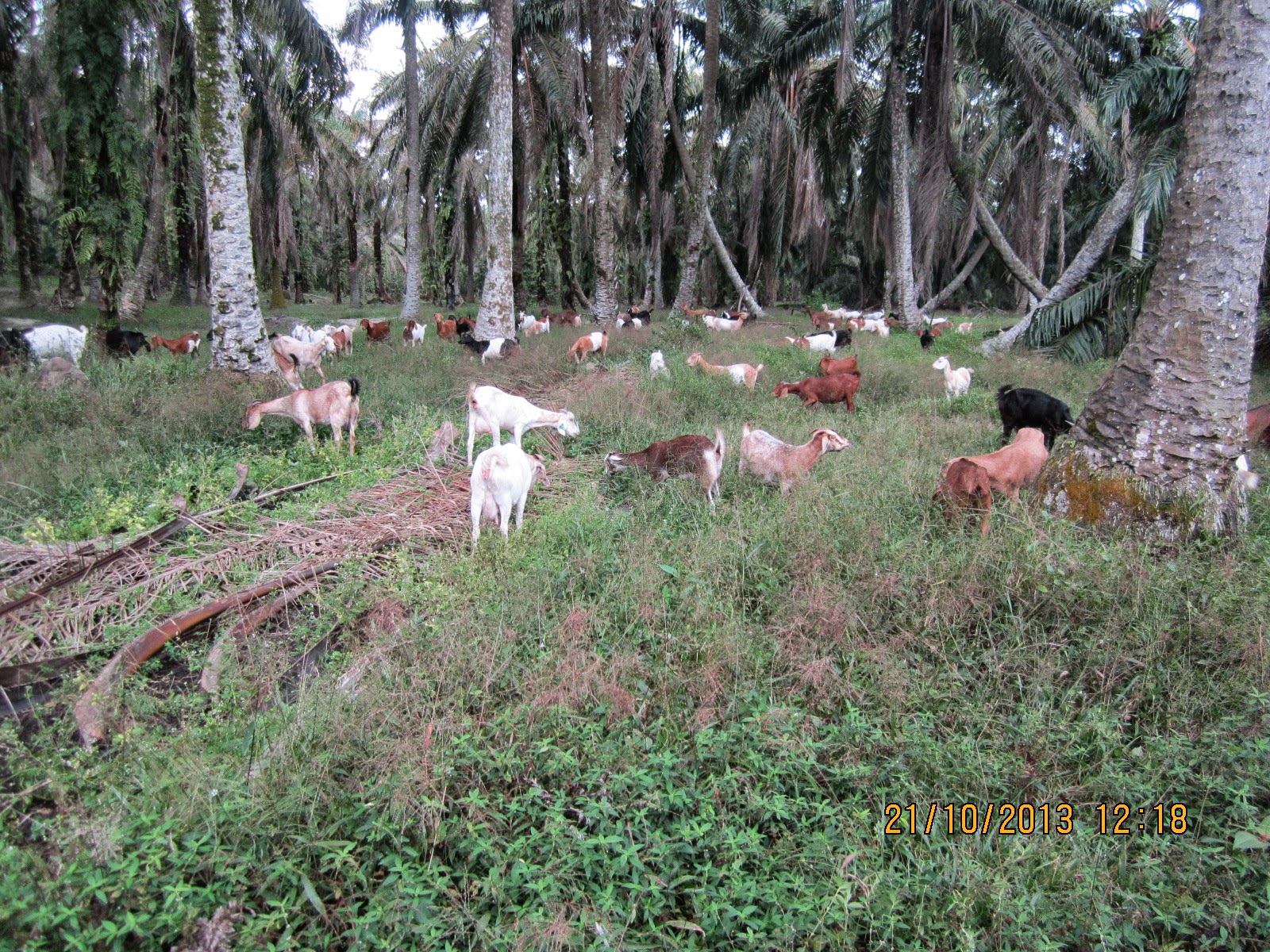 alwigoatfarm: GAMBAR KAMBING LEPAS MERAGUT
