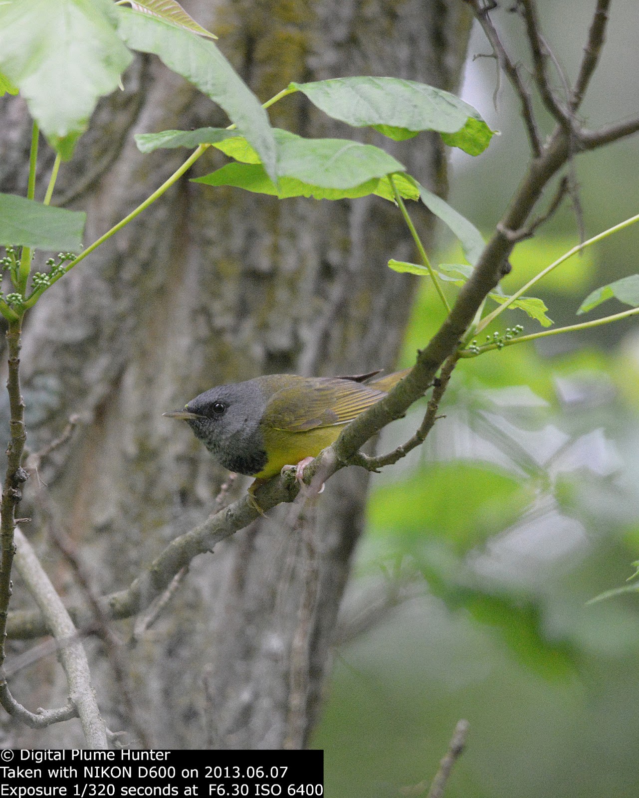 Hunting Digital Plumes in the US and Beyond: Indigo Bunting, Blue ...
