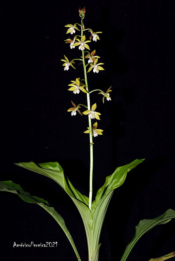 Calanthe graciliflora Hayata