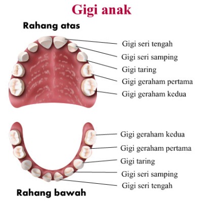 Ciri Ciri Tumbuh Gigi Geraham Pada Bayi Ini Cirinya | My XXX Hot Girl