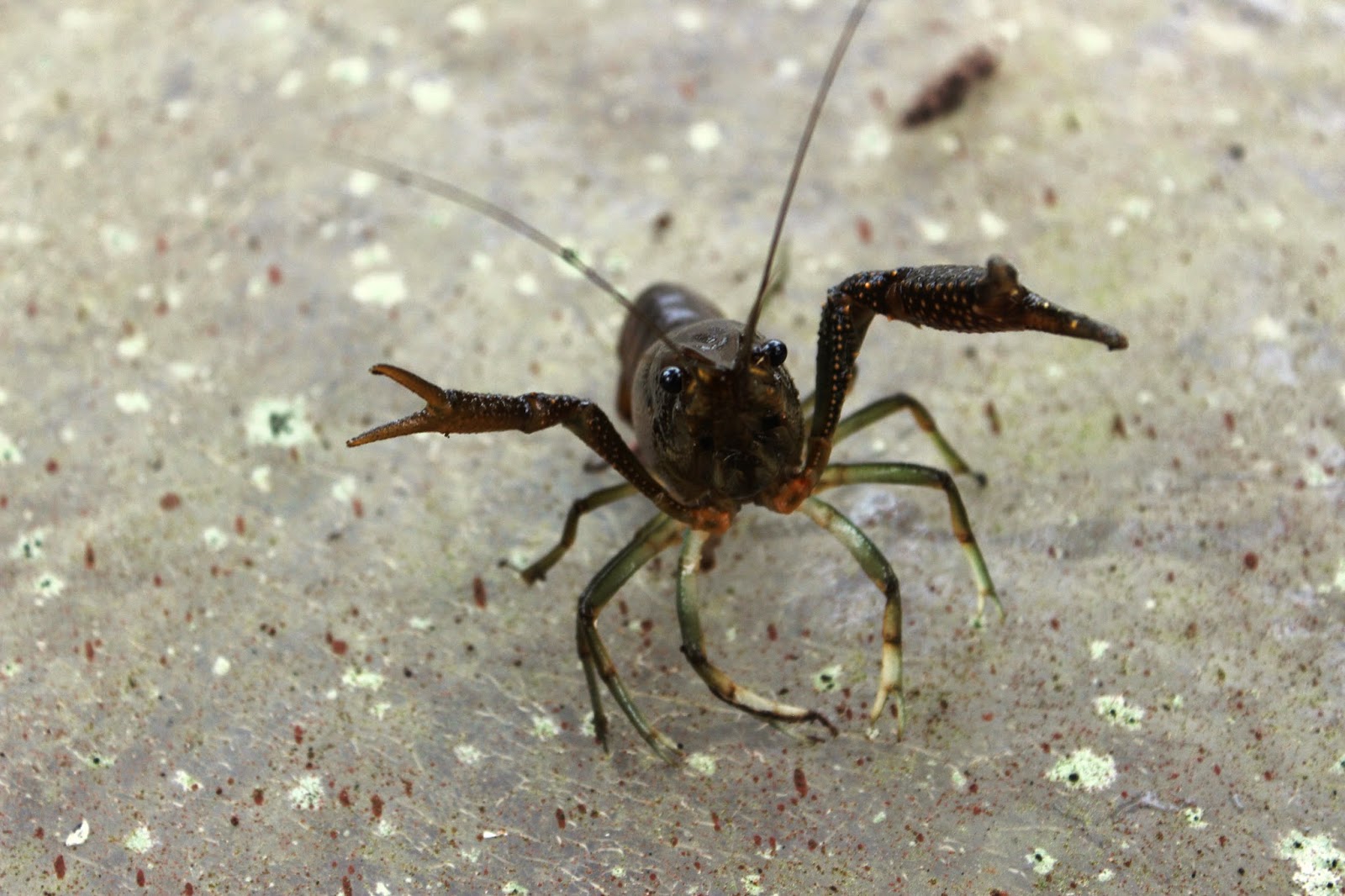 Take Another Road: Hunting and Fishing Babcock Ranch