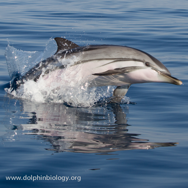 Dolphin Biology and Conservation: Striped dolphin