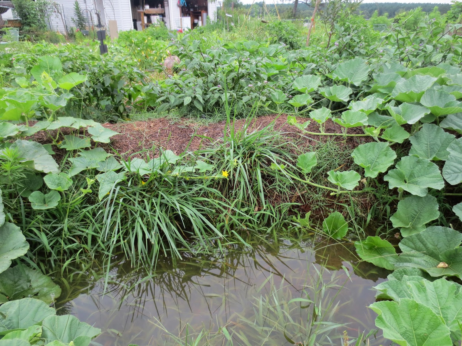 Epiphany Now: Evidence of the Bamboo Monster?