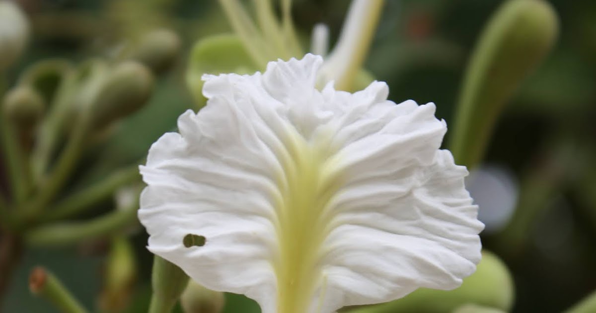 Variety of Life: Berlinia