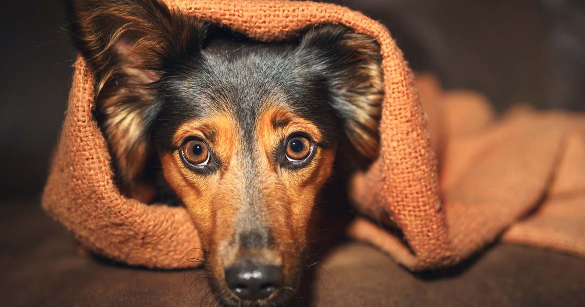 Most pet dogs are fearful or anxious, study shows