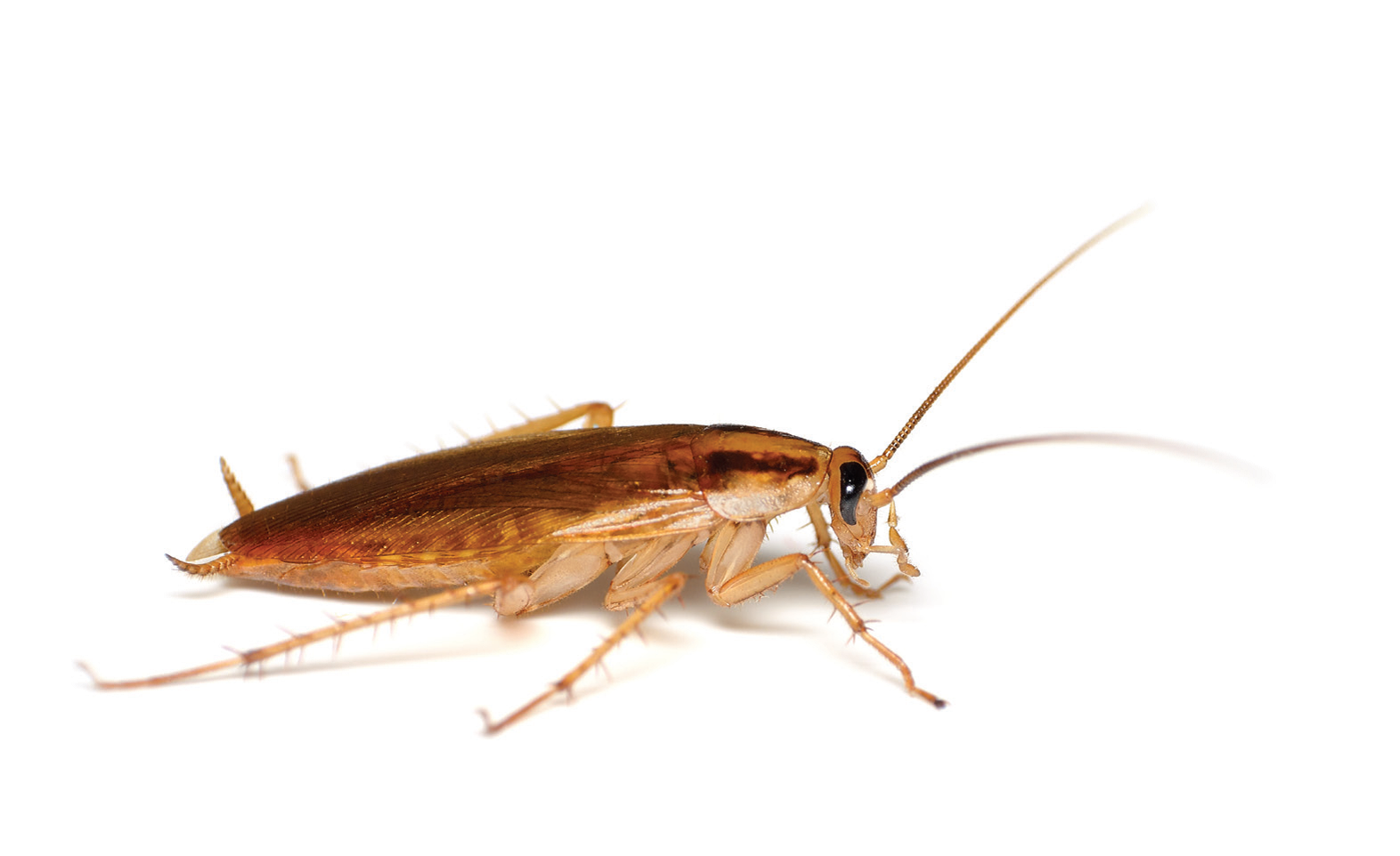 Prevention and Control of Cockroaches : Identification, Habits, Life ...