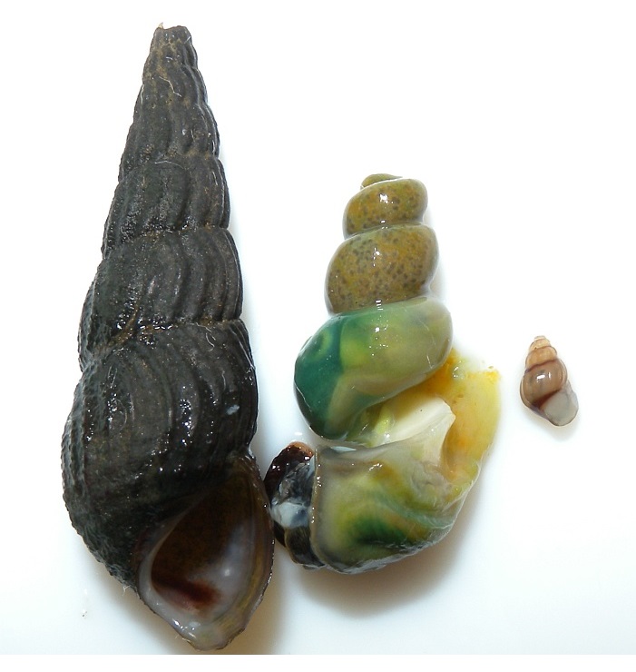 Species New to Science: [Mollusca • 2021] Semisulcospira davisi ...