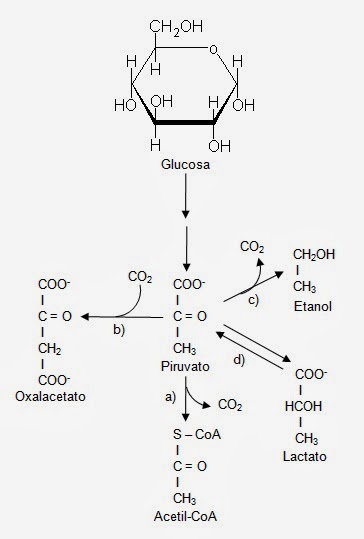 Apuntes de Bioquímica: Caminos del piruvato