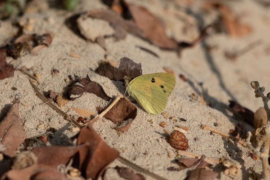 Birds of Saudi Arabia: Blue-spotted Arab - Salwa