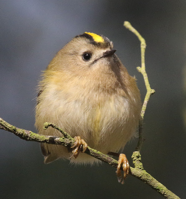 Birding with Flowers: Self Isolating, Species 6 - Goldcrest