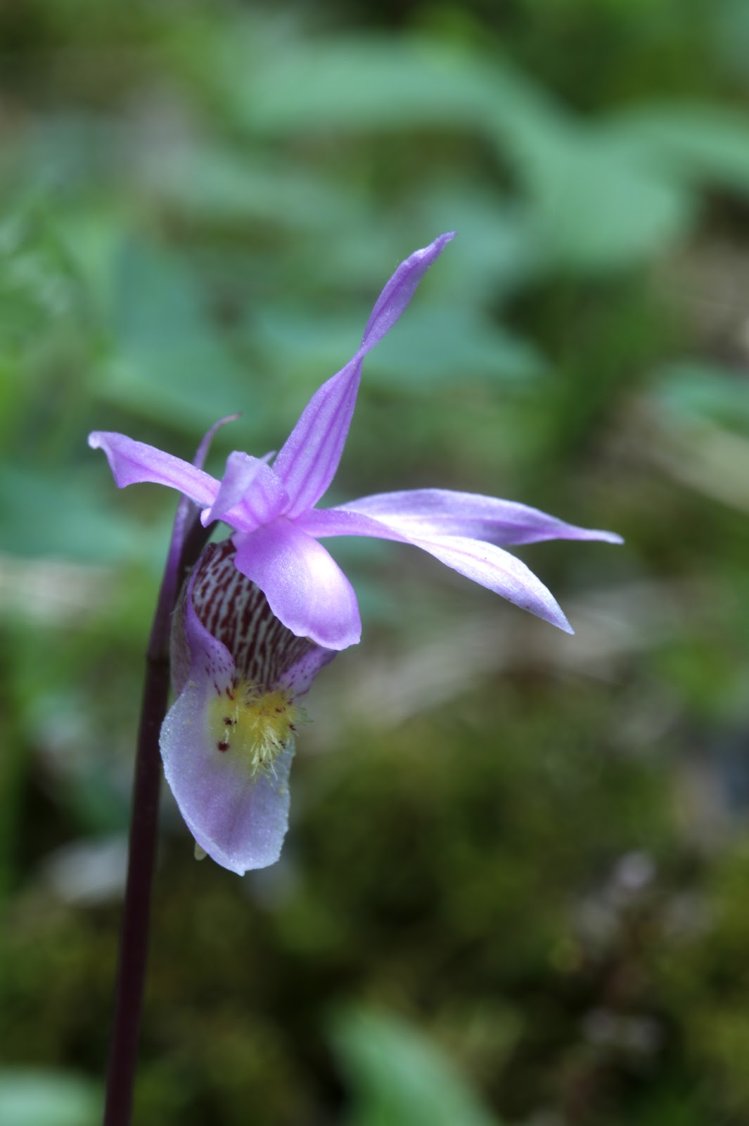 Native Orchids of the Pacific Northwest and the Canadian Rockies: 2018