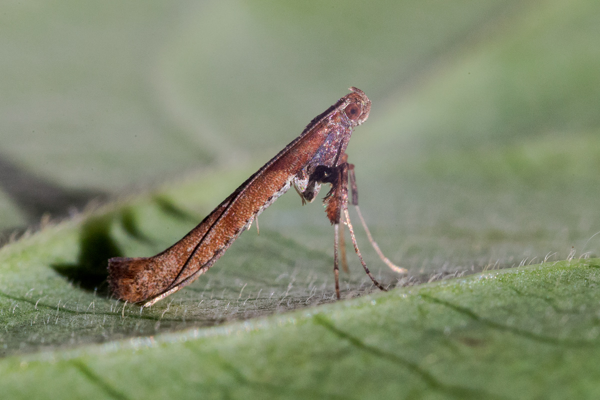 Caloptilia falconipennella