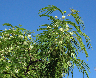 Las Aventuras: The Desert Fern
