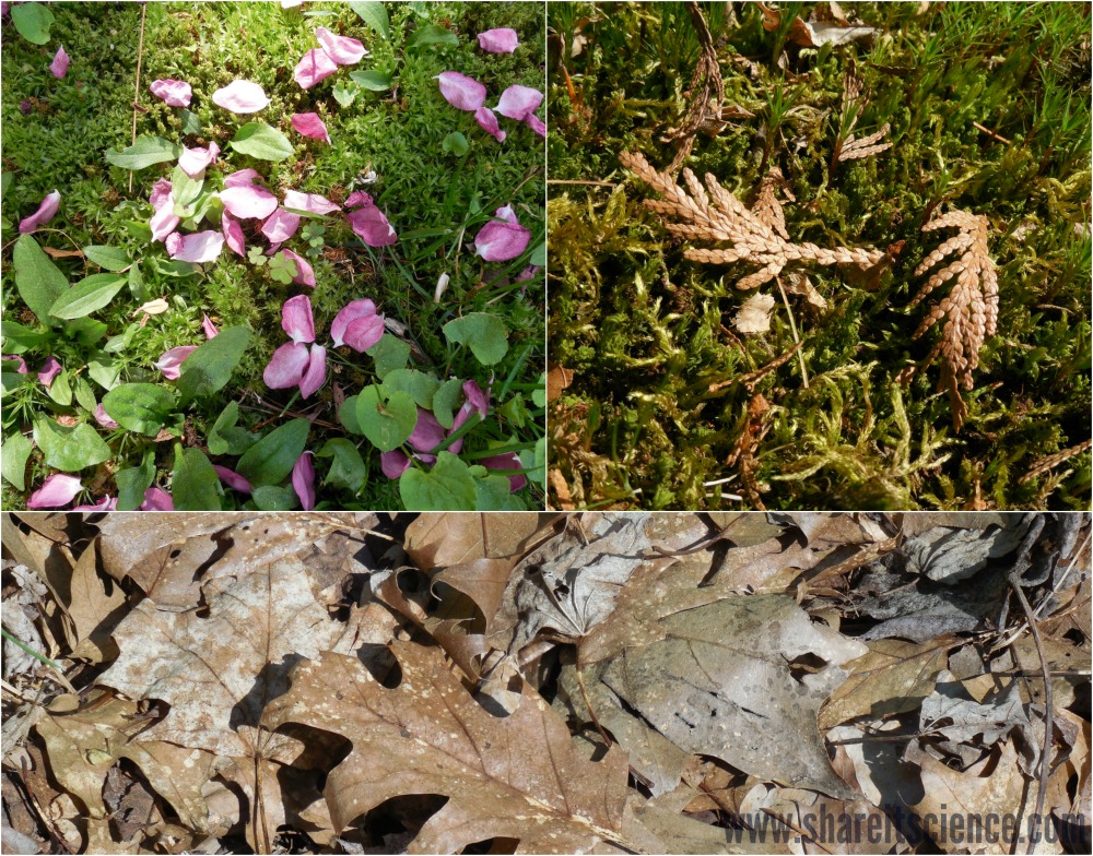 Share it! Science : Using Nature Arts and Crafts to Inspire STEAM Learning