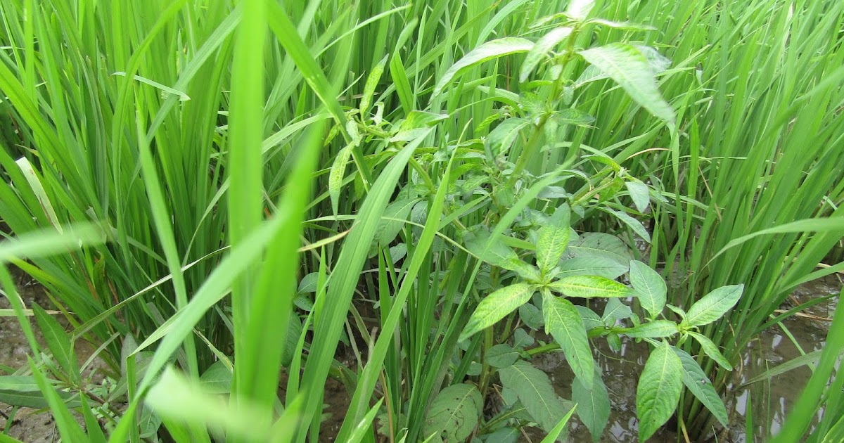 yuk kita tani: gulma padi dan cara pengendaliannya