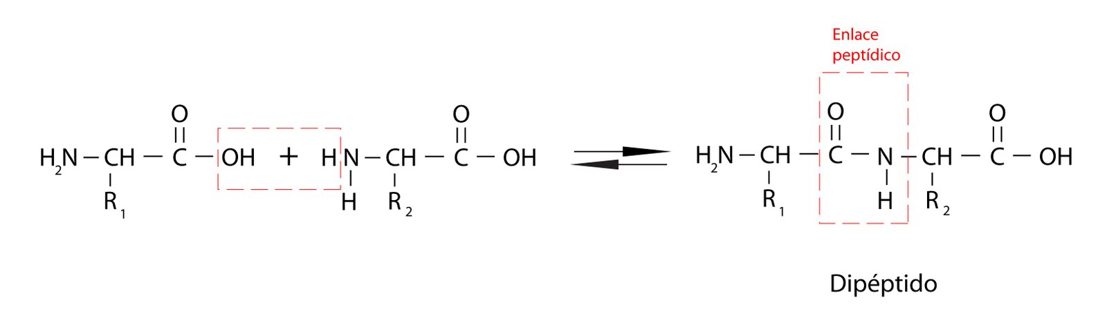 el moderno prometeo: Proteínas: conformación y estructura.