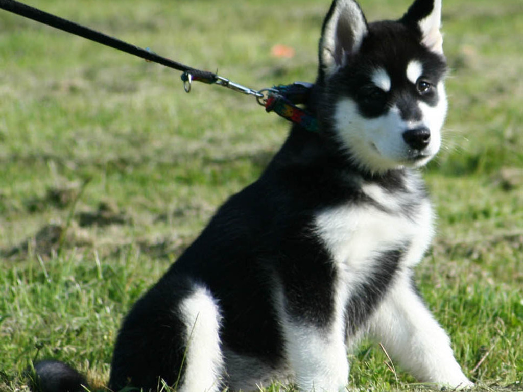 the alaskan malamute - Wallpapers Free