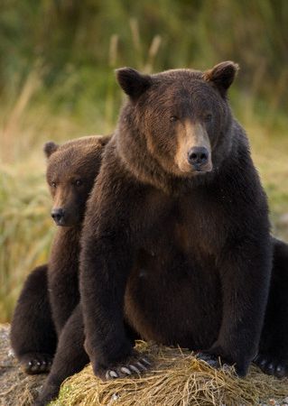 Viitorul incepe azi: Ursul Brun