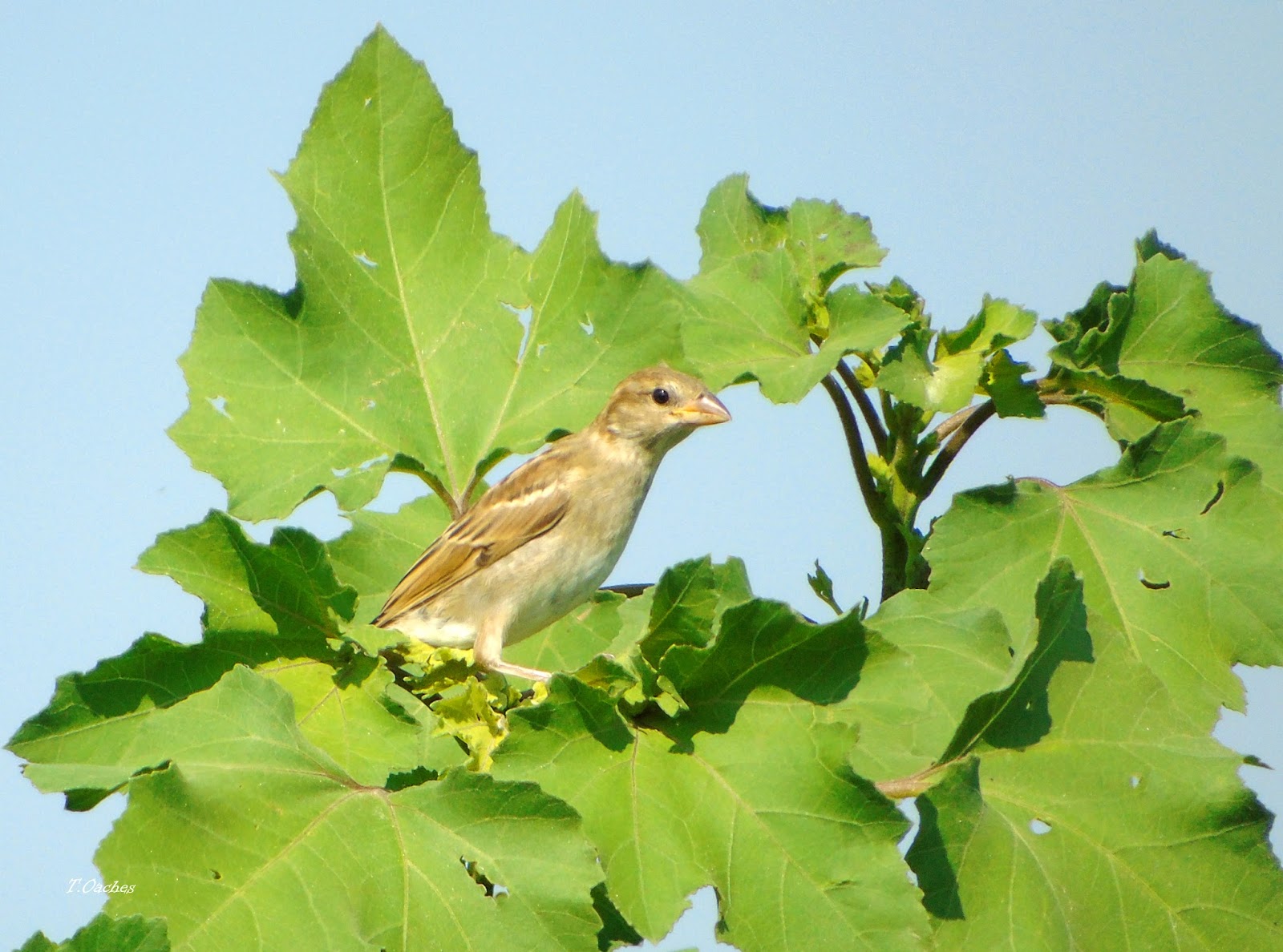 PASARI DIN ROMANIA: VRABIE NEGRICIOASA, Passer hispaniolensis