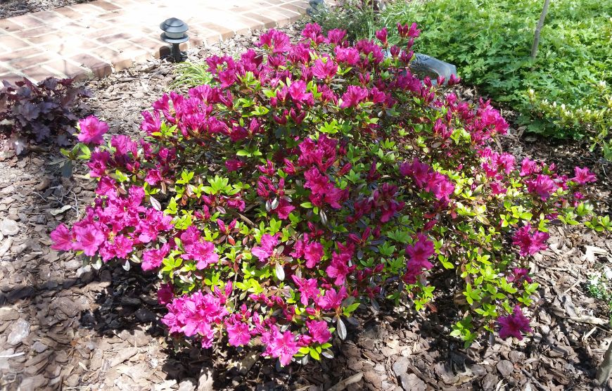 Future Plants by Randy Stewart: Azaleas -Evergreen Hybrids