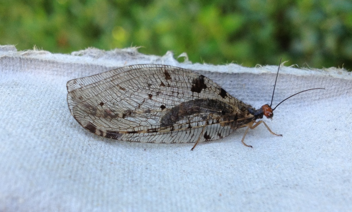 North Wales Bug Blog: Giant Lacewing and Dingy Shears