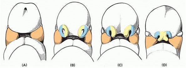 Dentistry lectures for MFDS/MJDF/NBDE/ORE: HEAD AND NECK DEVELOPMENT ...