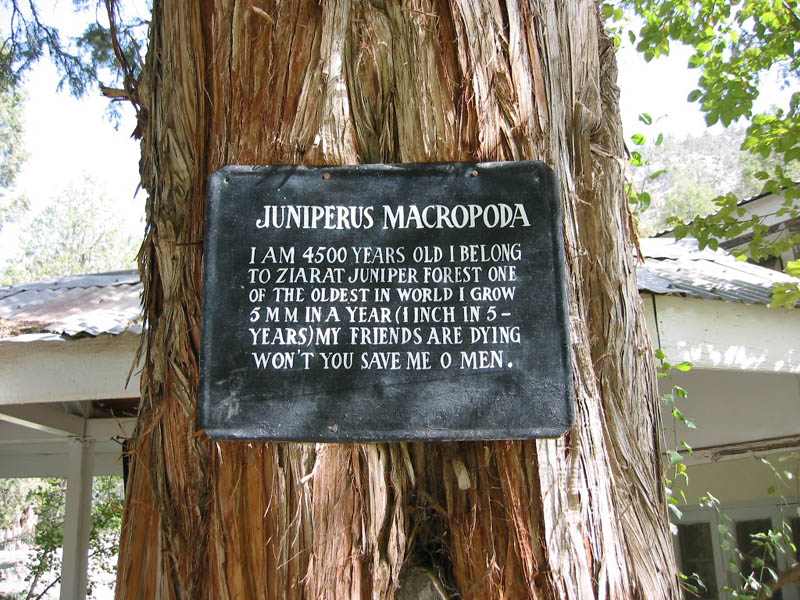 Famous Juniper Forest