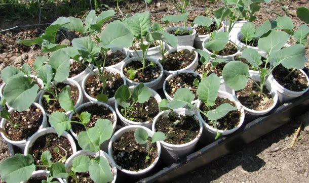 ⭐Guía Completa de Cultivo del Repollo⭐⭐【Consejos】 ~ HUERTOS URBANOS CASEROS