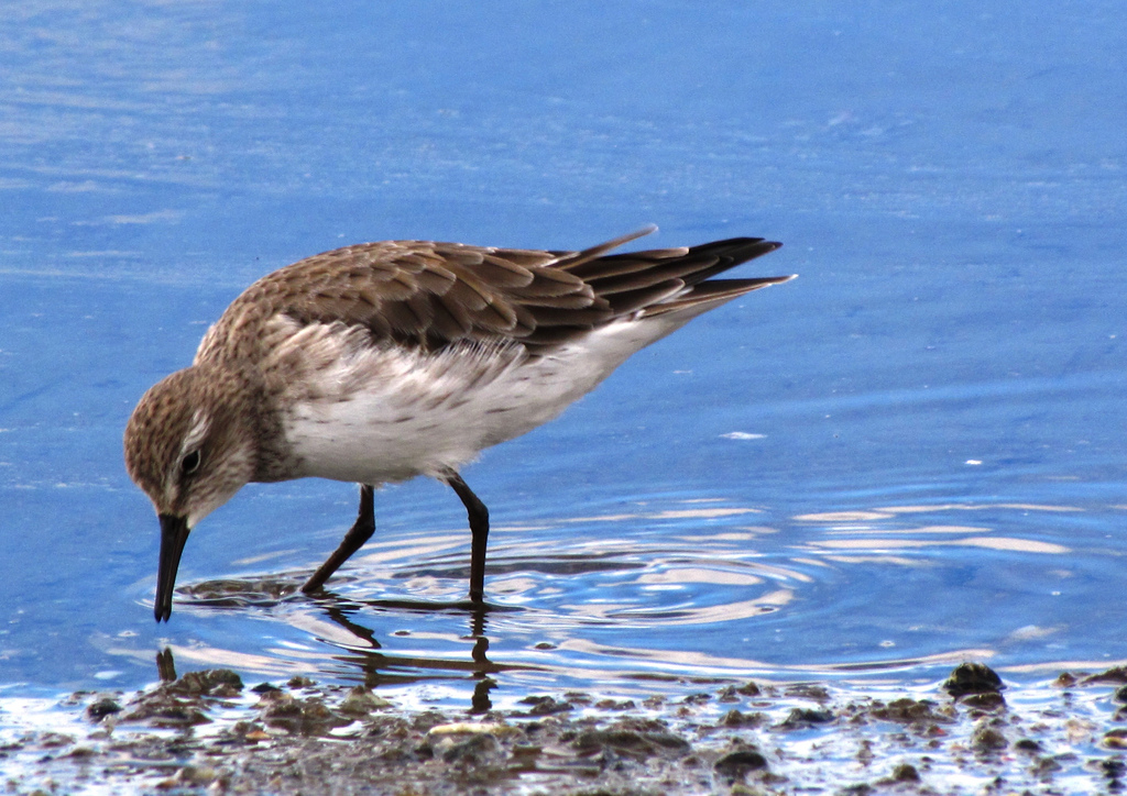 Aves Australes: Playero de Lomo Blanco