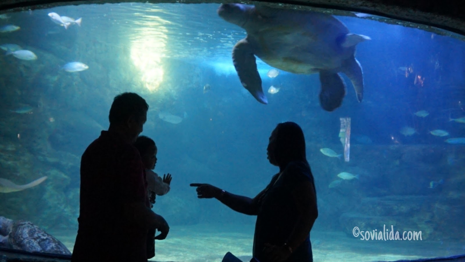 Mengenal Kehidupan Laut di Seaworld Ancol — Sovialida