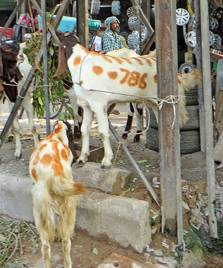 Horn OK Please: Old Delhi