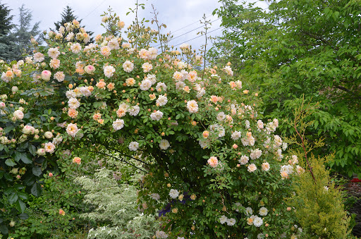 The Virtual Garden Tour