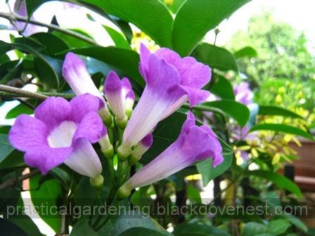 Practical Gardening: Garlic Vine (Mansoa alliacea, Cydista aequinoctialis)