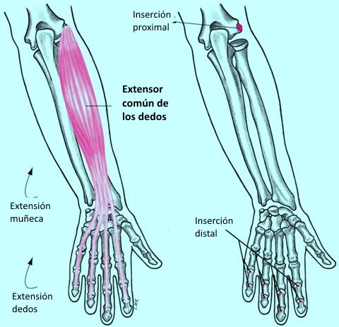 FISIOTERAPIA TRABAJOS: ESTIRAMIENTOS ANALITICOS MIOTENDINOSOS
