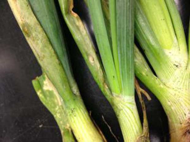 Antraknos atau Melintir pada Bawang Merah, Cegah dari Bibit