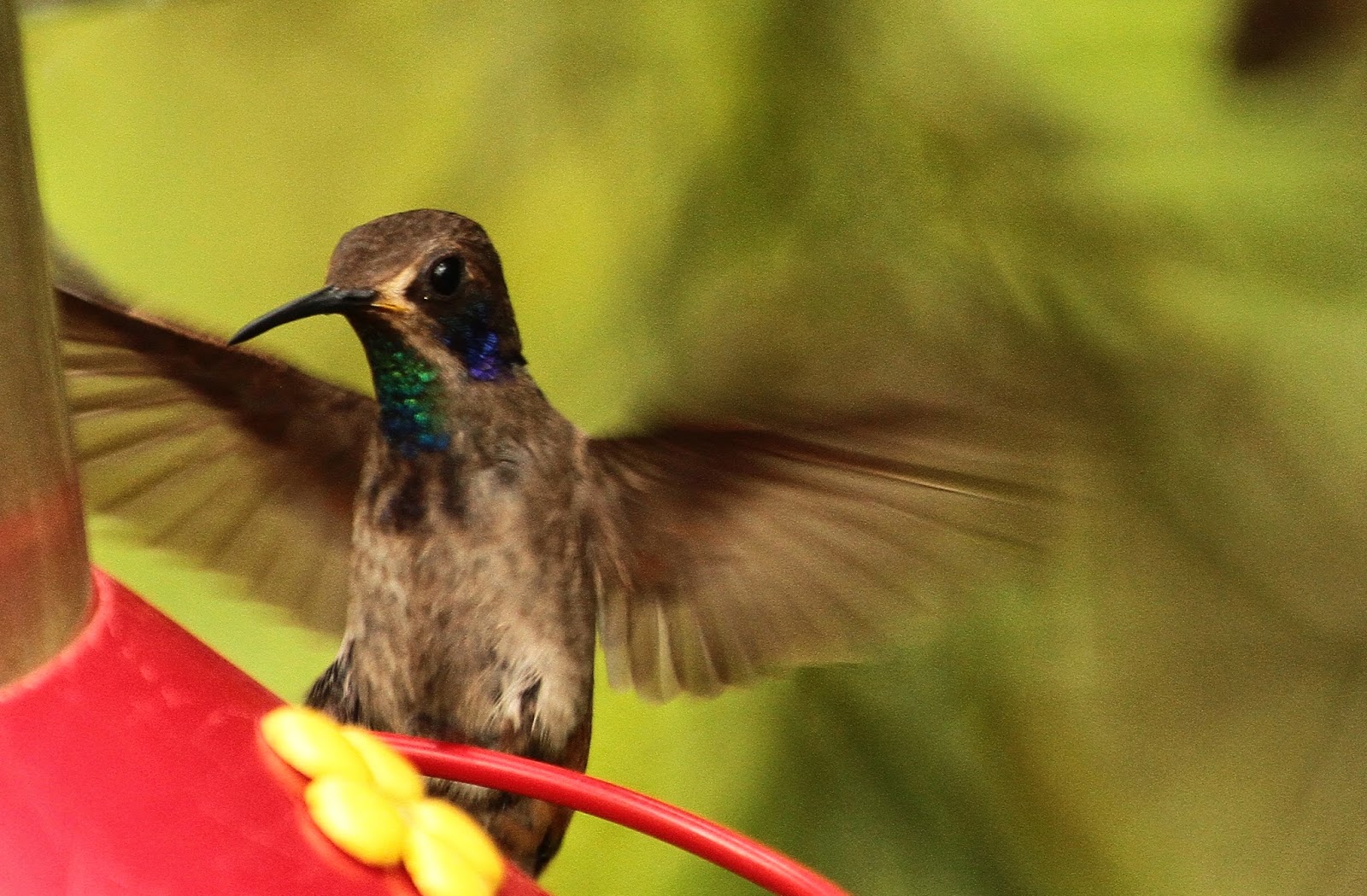 Nuestro bello mundo...: Hummingbirds, Colibris, Pictures taken at ...