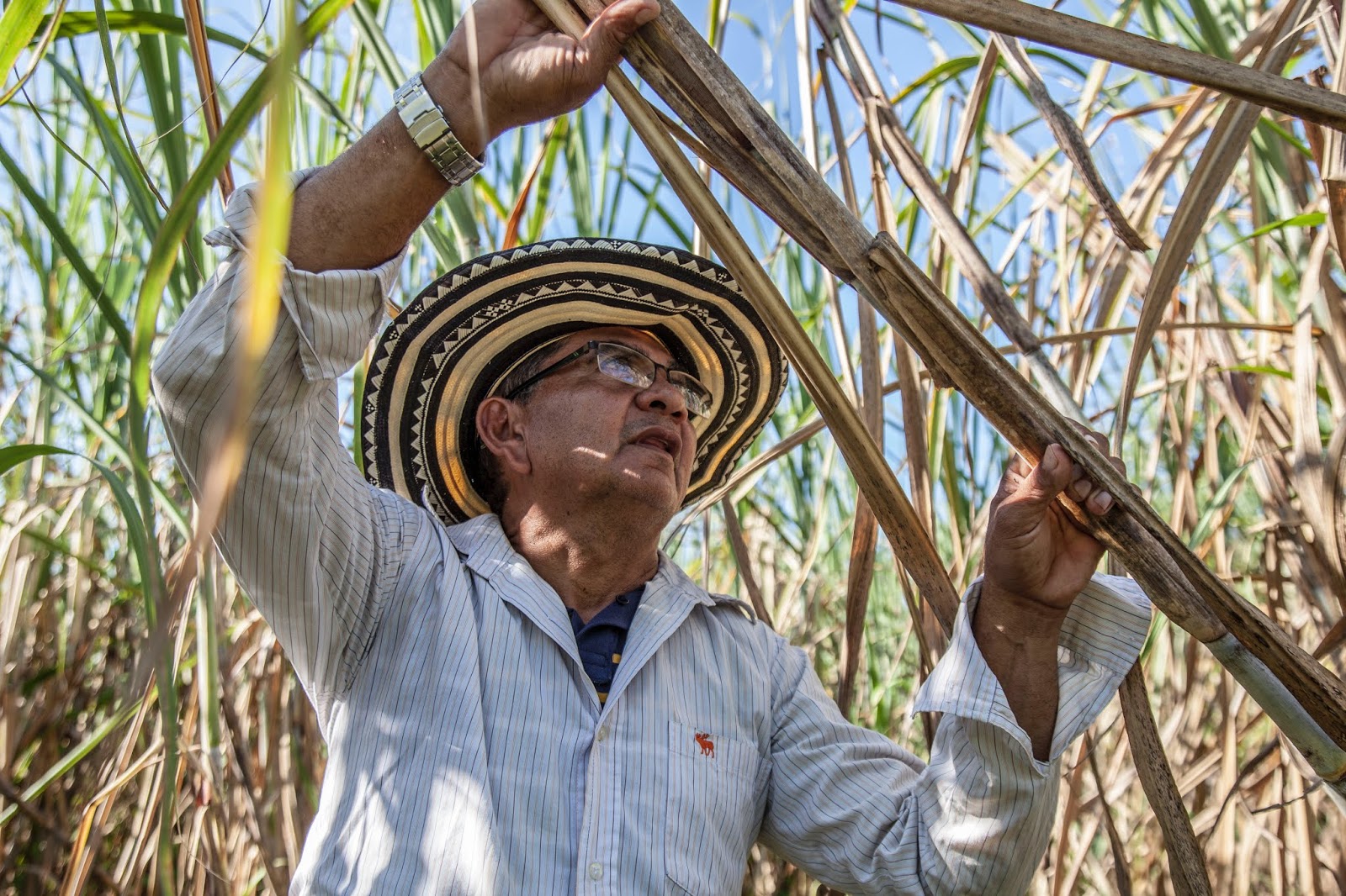 What Are The Benefits Of Drinking Sugarcane Juice what-are-the-benefits-of-drinking-sugarcane-juice