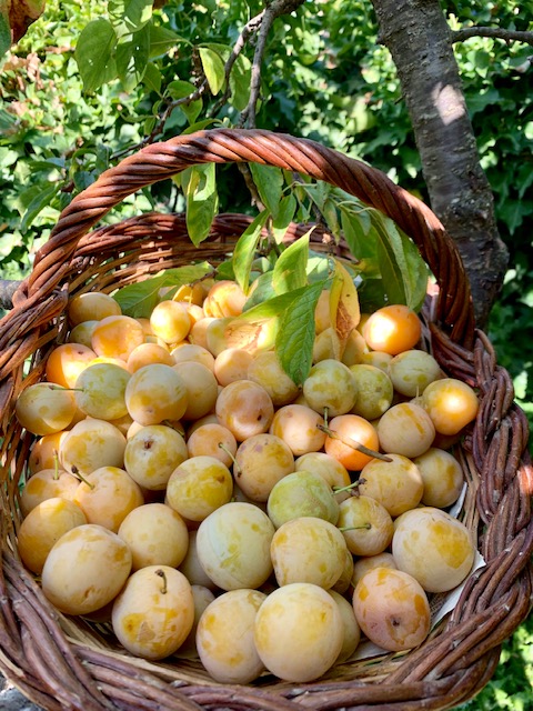 Cuina Cinc Melmelada De Les Prunes De Casa Amb Panela