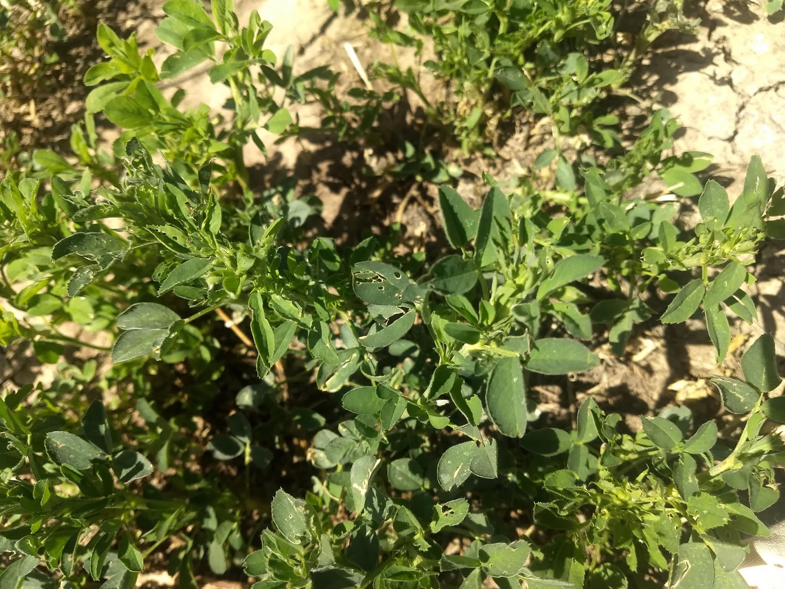 Plains Pest Bugosphere: Alfalfa Weevil Alert for Texas High Plains Alfalfa