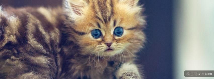 30+ Cute Facebook Cover Photos | Love Communication